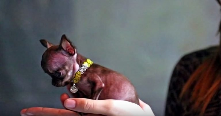 Pocket Puppers: Exploring The World's Smallest Dog Breed