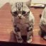 This Unbelievably Sad Cat Will Warm The Coldest Of Hearts - Hearts Of Pets