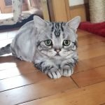 This Unbelievably Sad Cat Will Warm The Coldest Of Hearts - Hearts Of Pets