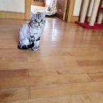This Unbelievably Sad Cat Will Warm The Coldest Of Hearts - Hearts Of Pets