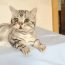 This Unbelievably Sad Cat Will Warm The Coldest Of Hearts - Hearts Of Pets