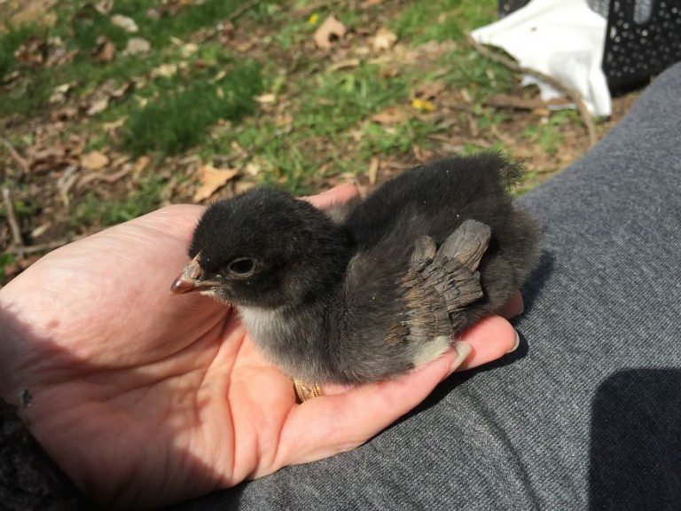 Baby Chick Was Born Unable To Walk So They Made A ‘Chick Chair’ To Help ...