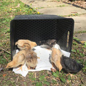 Baby Chick Was Born Unable To Walk So They Made A ‘Chick Chair’ To Help ...