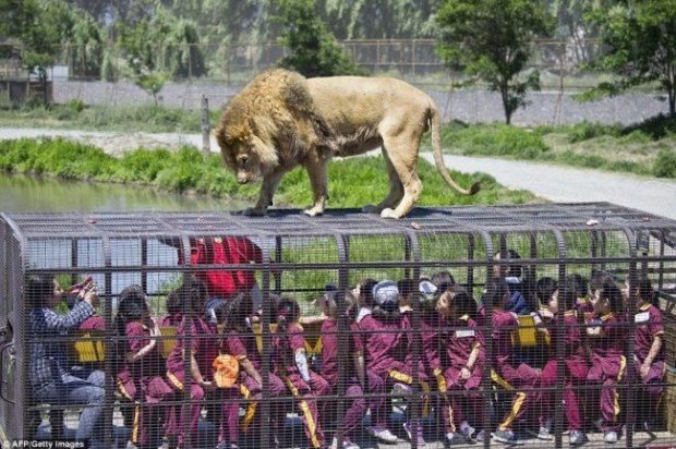 “Reverse Zoo” Puts Humans In A Cage-Like Tour Car So The Animals Can ...