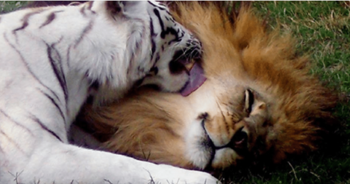 'Ligers' Once Used At A Roadside Zoo Finally Rescued - Hearts Of Pets