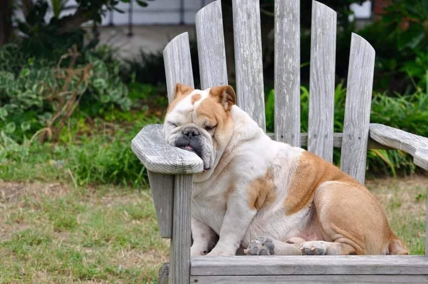 19 Dogs Sleeping In Totally Ridiculous Positions - Hearts Of Pets