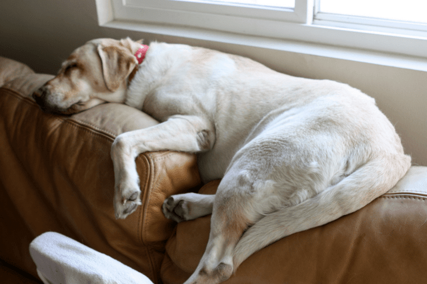 19 Dogs Sleeping In Totally Ridiculous Positions - Hearts Of Pets