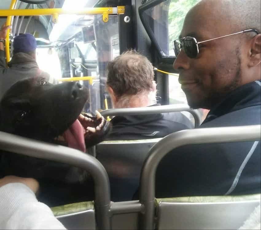 Dog Gets On The Bus Alone, Then Commuters Realize Note Around Her Neck ...