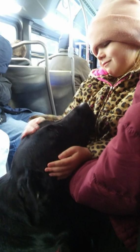 Dog Gets On The Bus Alone, Then Commuters Realize Note Around Her Neck ...