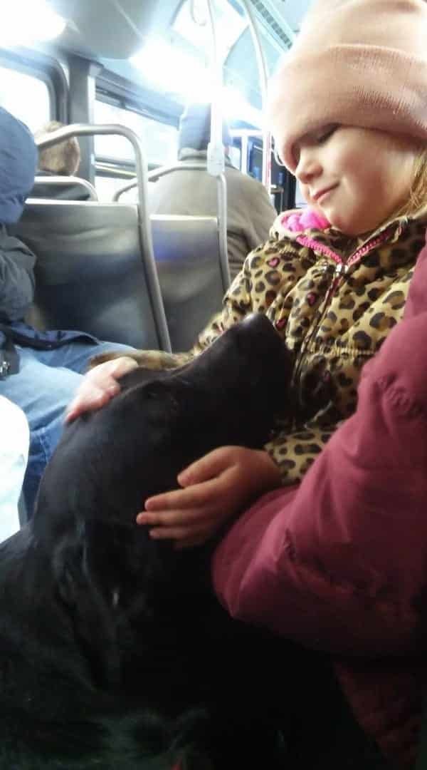 Dog Gets On The Bus Alone, Then Commuters Realize Note Around Her Neck ...