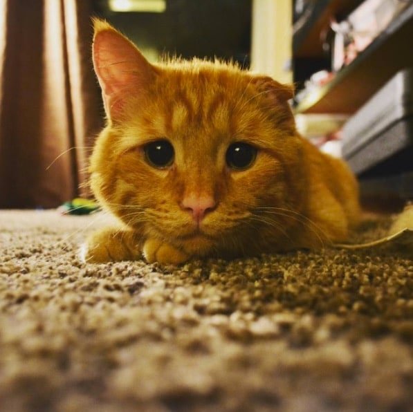 The Saddest Cat In The World Has 24 Hours To Live, Then He’s Scooped Up ...