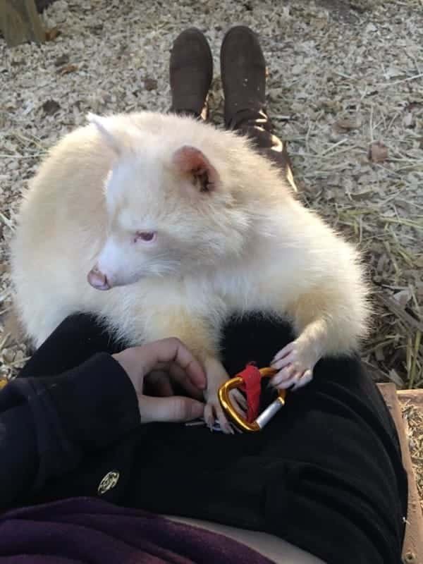 Rescuer Captures ‘Aggressive’ Albino Raccoon Saying ‘Thank You’ With ...
