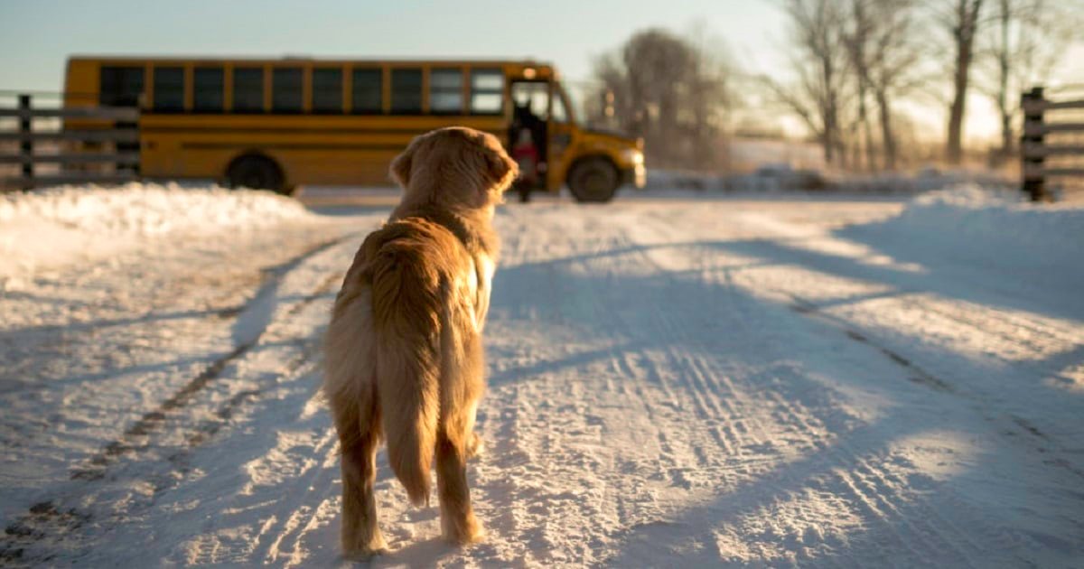 Smart Dog Rides The Bus Every Day To Play In Local Park - Hearts Of Pets