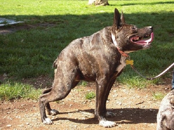 Dog With Short Spine Syndrome Is Full Of Love 2024 - Hearts Of Pets