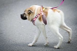 Dog With Short Spine Syndrome Is Full Of Love 2024 - Hearts Of Pets