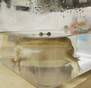 35 Photos Of Cute And Funny Frog To Make Your Day Better - Hearts Of Pets