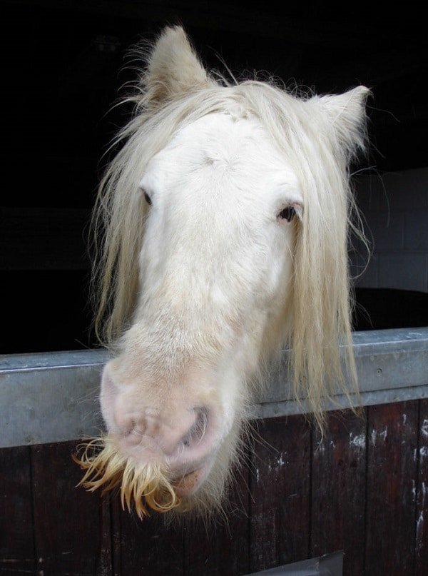 Horse Mustache Is A Real Thing On Horses - Hearts Of Pets