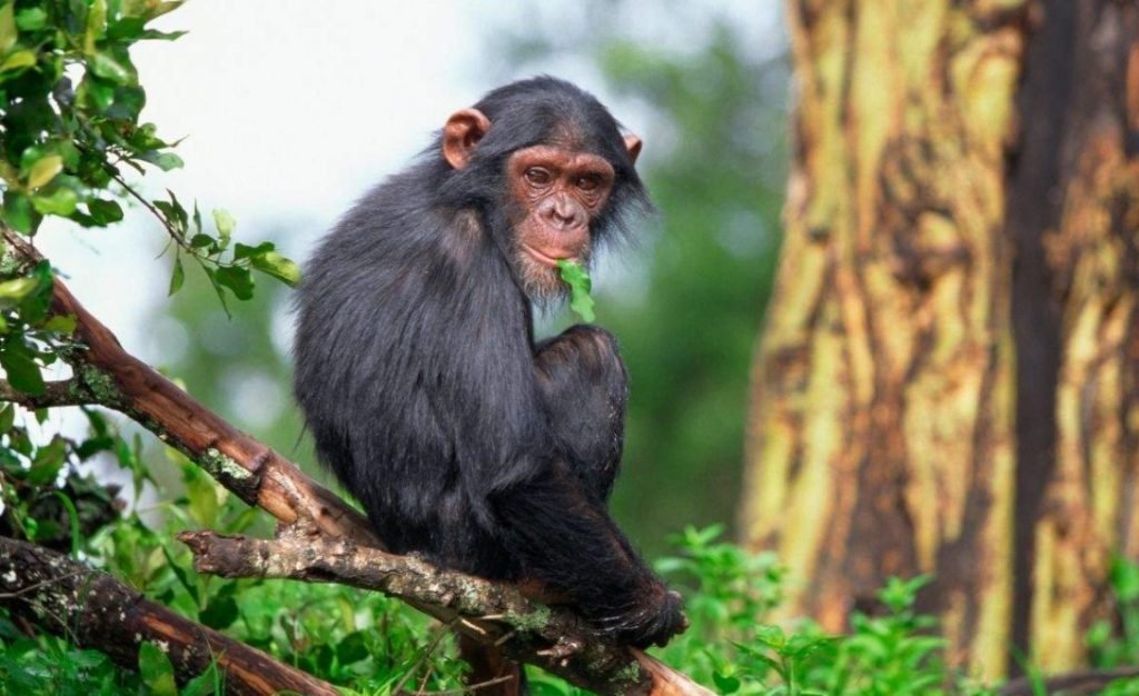 Find Out What Your Favorite Animal Says About Your Personality - Hearts ...