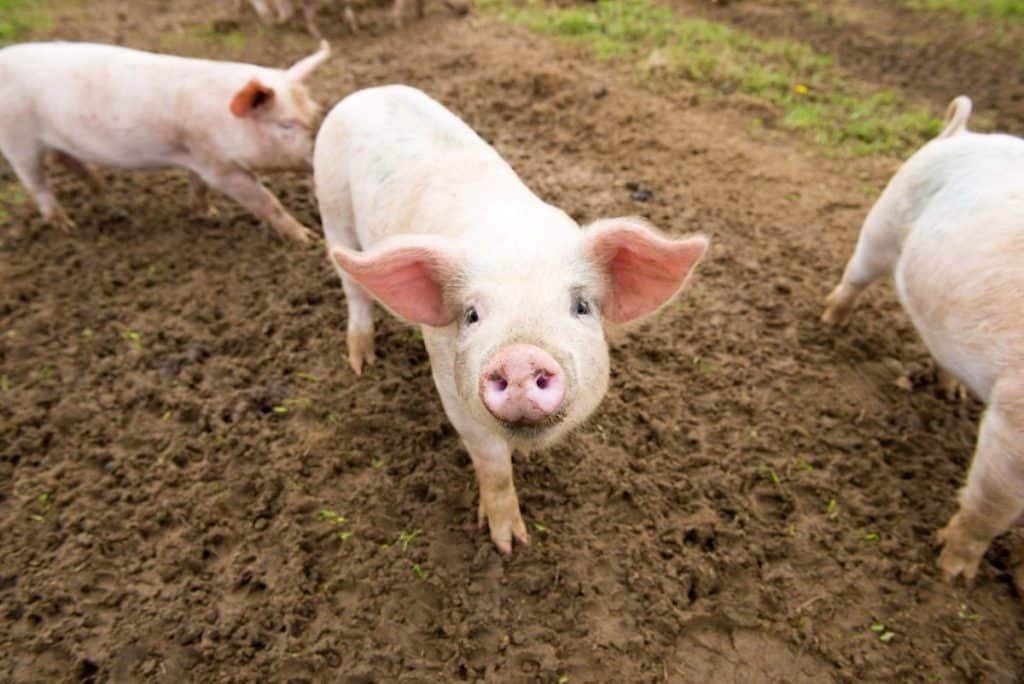 Find Out What Your Favorite Animal Says About Your Personality - Hearts ...