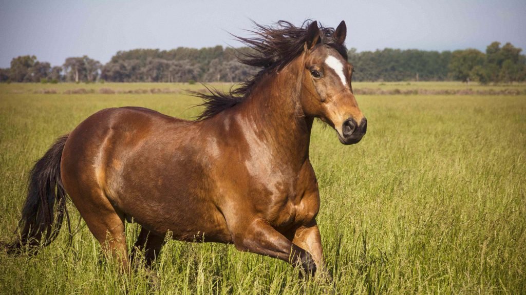 Find Out What Your Favorite Animal Says About Your Personality - Hearts ...