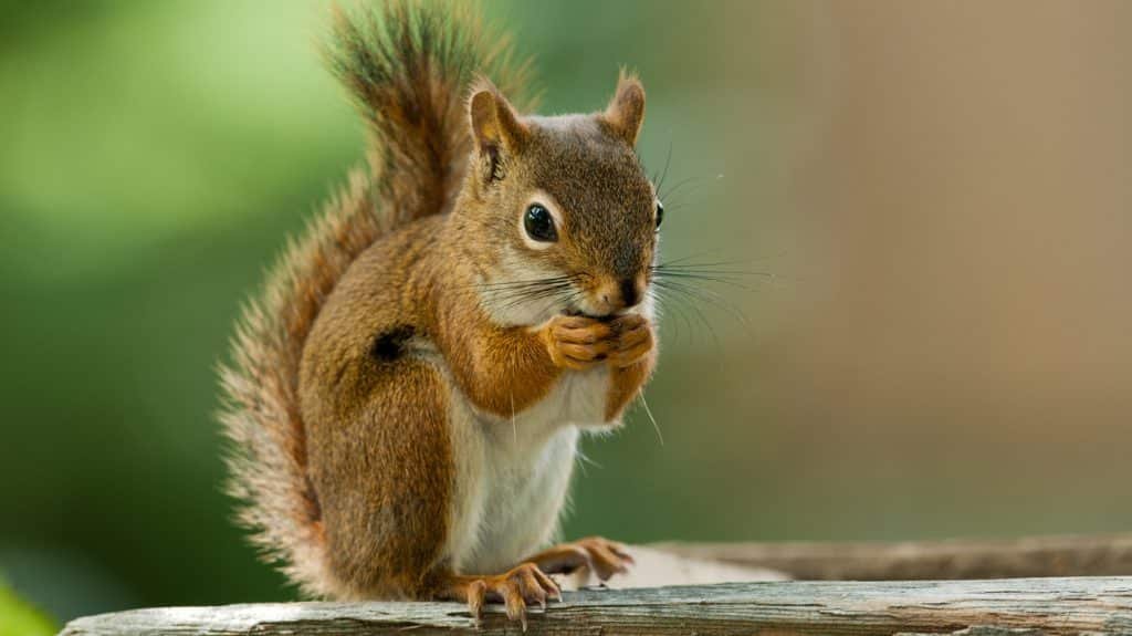 Find Out What Your Favorite Animal Says About Your Personality - Hearts ...