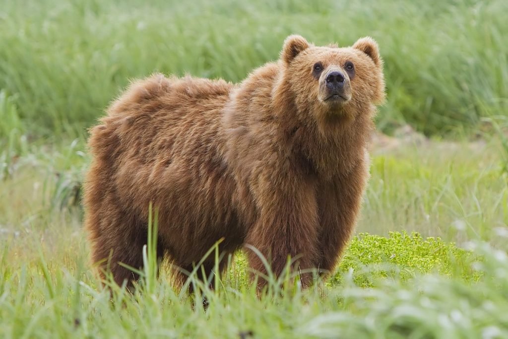 Find Out What Your Favorite Animal Says About Your Personality - Hearts ...