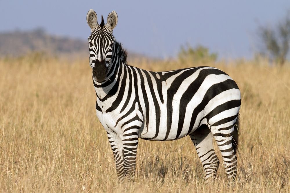 Find Out What Your Favorite Animal Says About Your Personality - Hearts ...