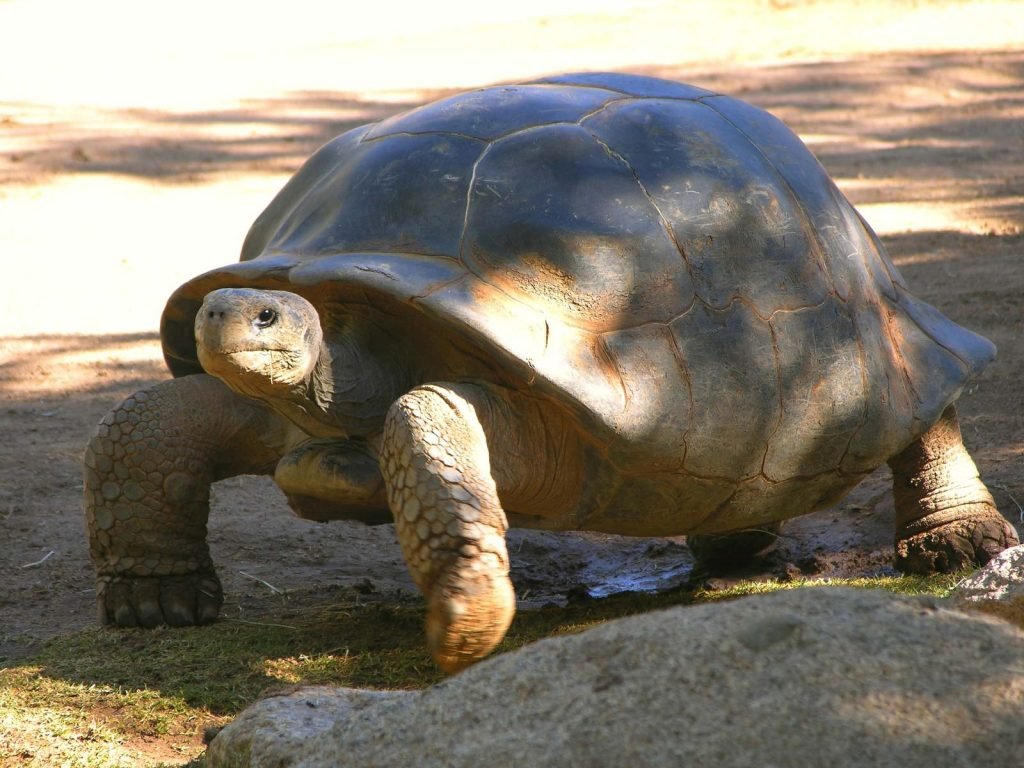 Find Out What Your Favorite Animal Says About Your Personality - Hearts ...