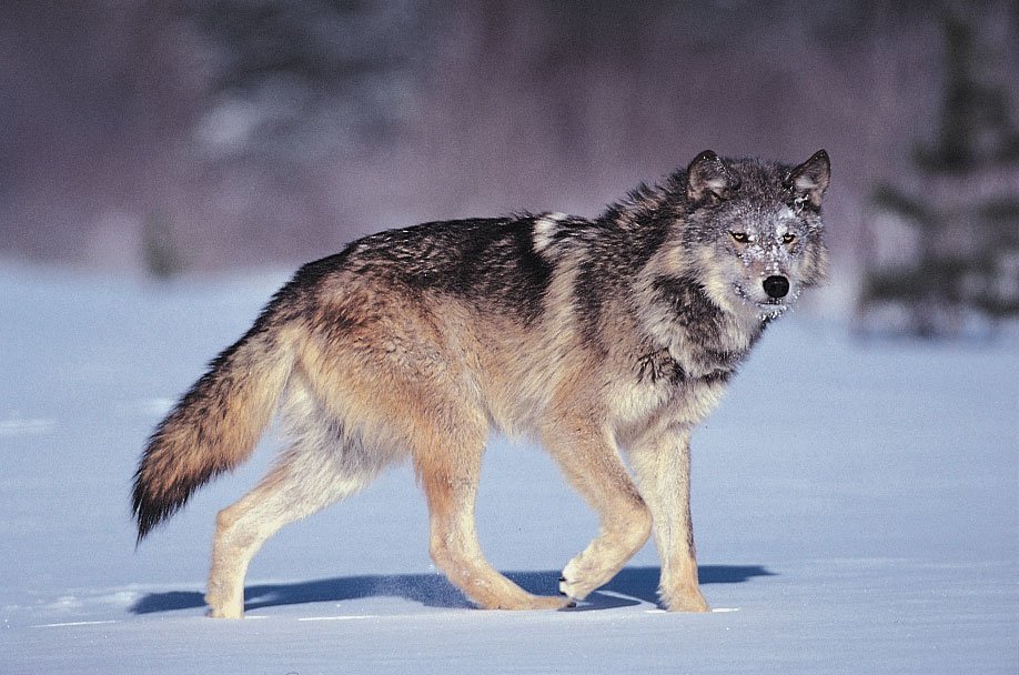 Find Out What Your Favorite Animal Says About Your Personality - Hearts ...