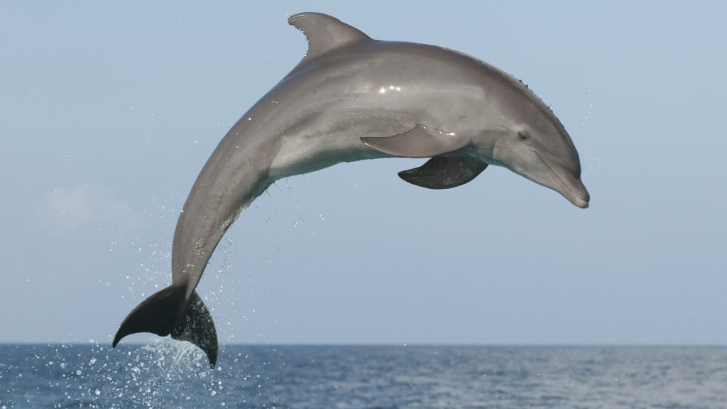 Find Out What Your Favorite Animal Says About Your Personality - Hearts ...