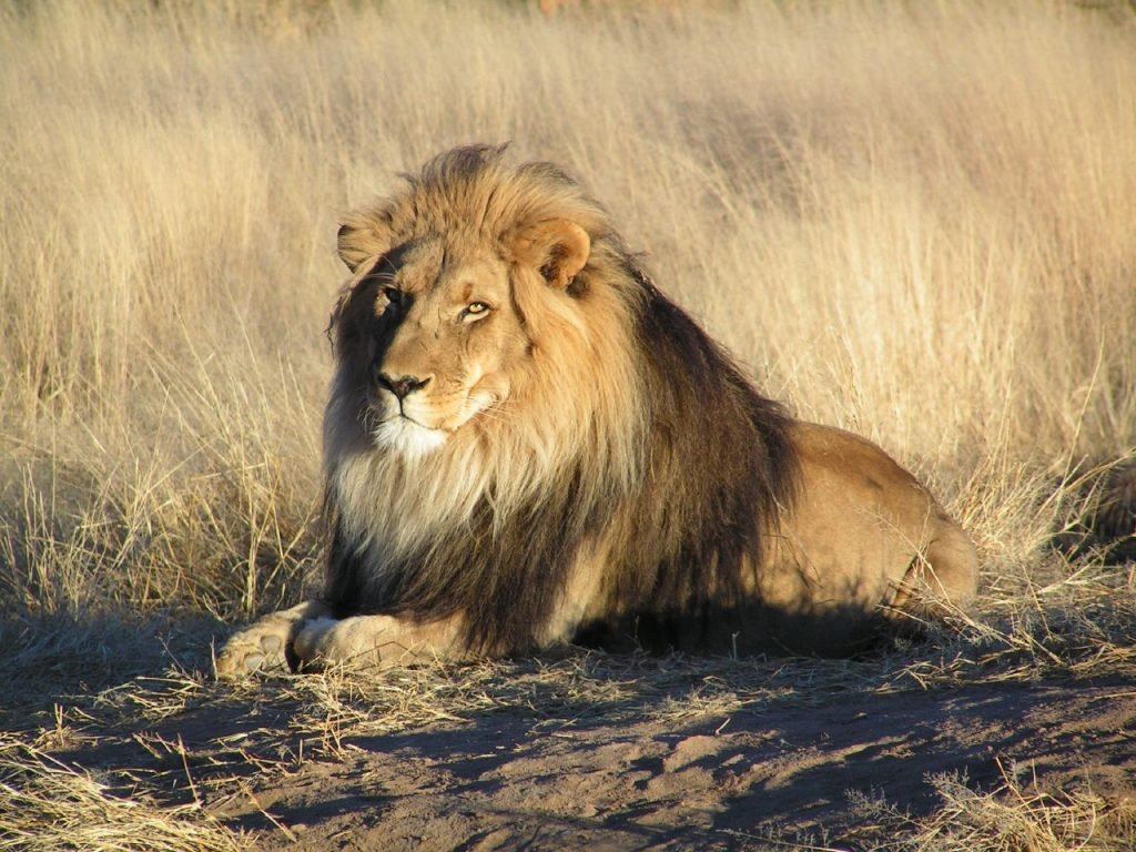 Find Out What Your Favorite Animal Says About Your Personality - Hearts ...