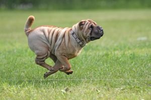 Meet The Most Wrinkly Dog Breed AKA "Wrinkles Puppy" - Hearts Of Pets