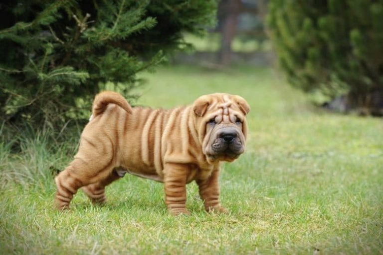 Meet The Most Wrinkly Dog Breed AKA "Wrinkles Puppy" - Hearts Of Pets