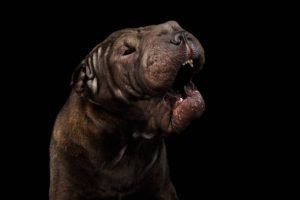 Meet The Most Wrinkly Dog Breed AKA "Wrinkles Puppy" - Hearts Of Pets