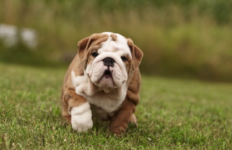 Meet The Most Wrinkly Dog Breed AKA "Wrinkles Puppy" - Hearts Of Pets