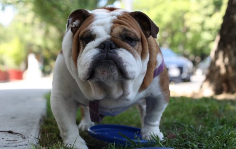 Meet The Most Wrinkly Dog Breed AKA "Wrinkles Puppy" - Hearts Of Pets