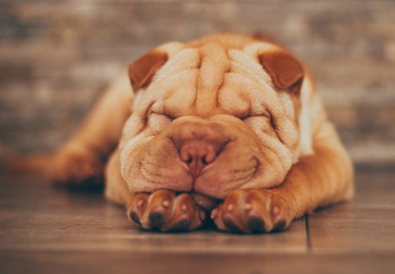 Meet The Most Wrinkly Dog Breed AKA "Wrinkles Puppy" - Hearts Of Pets
