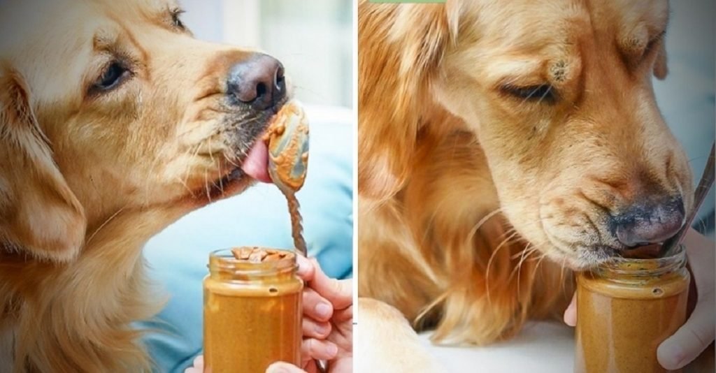 Why Do Dogs Like Peanut Butter? - Hearts Of Pets