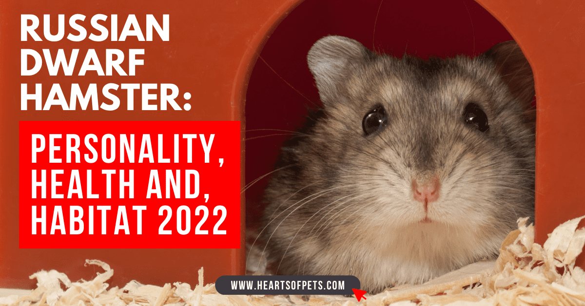 Russian Dwarf Hamster: Personality, Health And, Habitat 2024 - Hearts ...