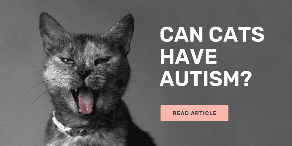 Can Cats Have Autism? Signs To Look For 2024 - Hearts Of Pets