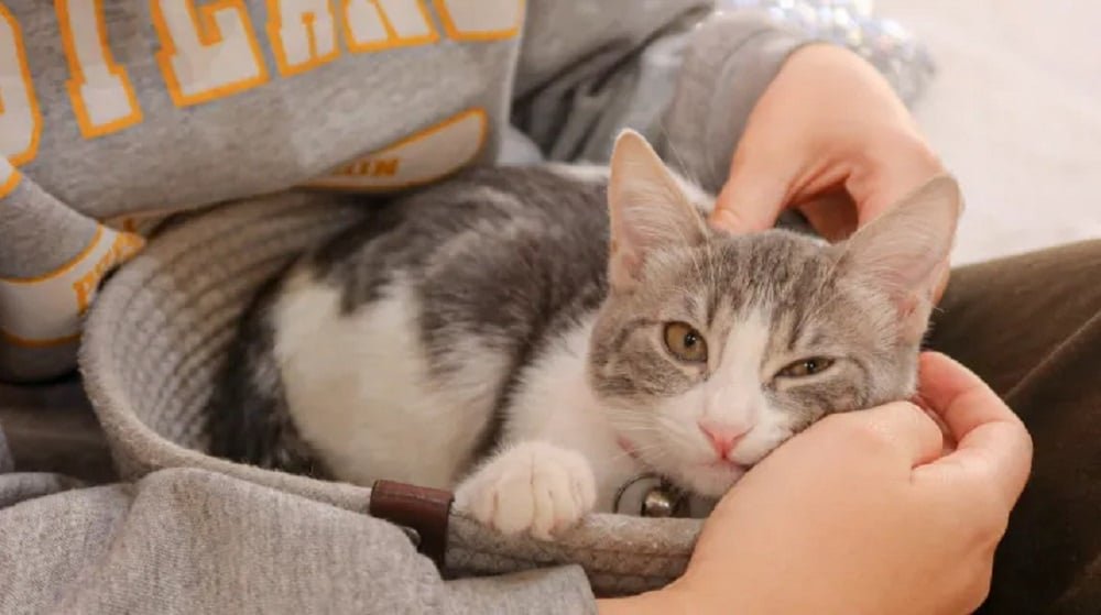 Can Cats Have Autism? Signs To Look For 2024 - Hearts Of Pets