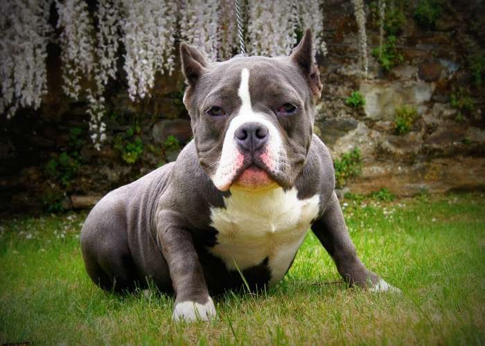 Razor Edge Pitbull - Breed Characteristics And History 2024 - Hearts Of ...