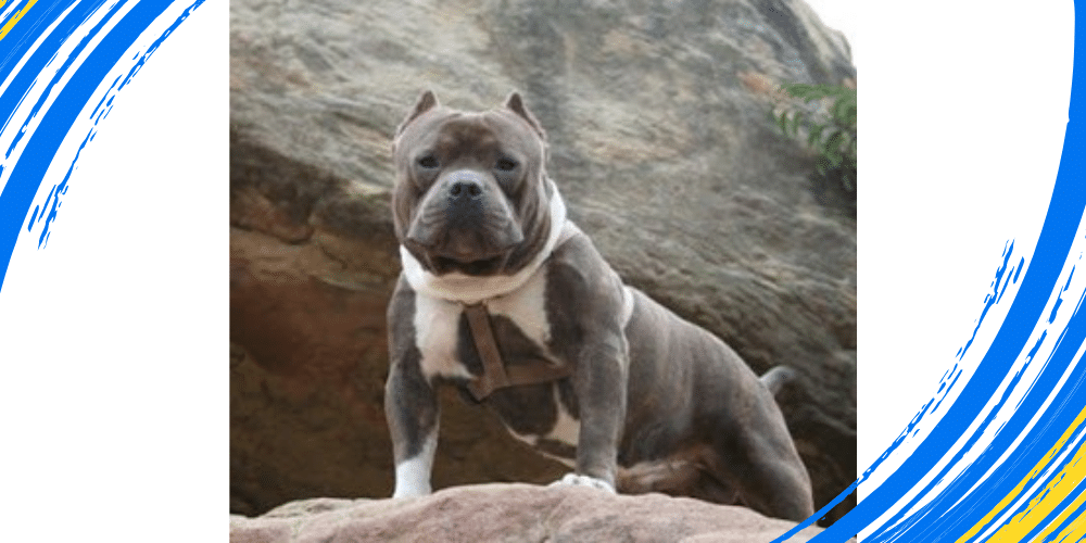 Razor Edge Pitbull - Breed Characteristics And History 2024