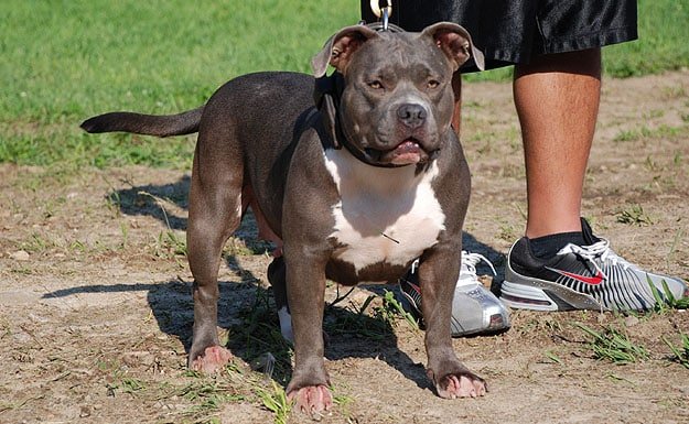 Razor Edge Pitbull - Breed Characteristics And History 2024 - Hearts Of ...