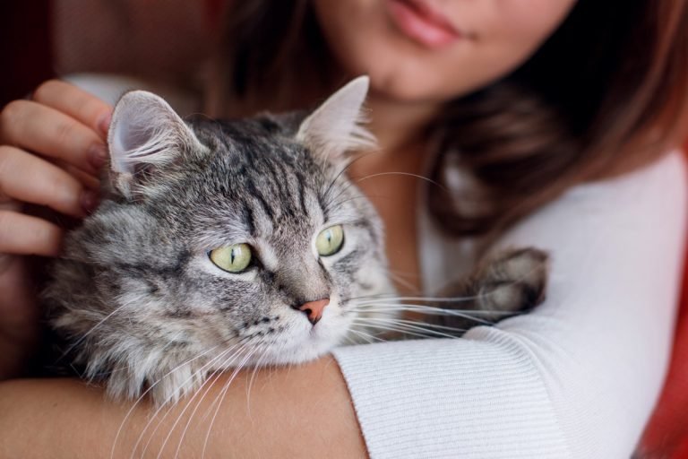 Can Cats Have Autism? Signs To Look For 2024 - Hearts Of Pets
