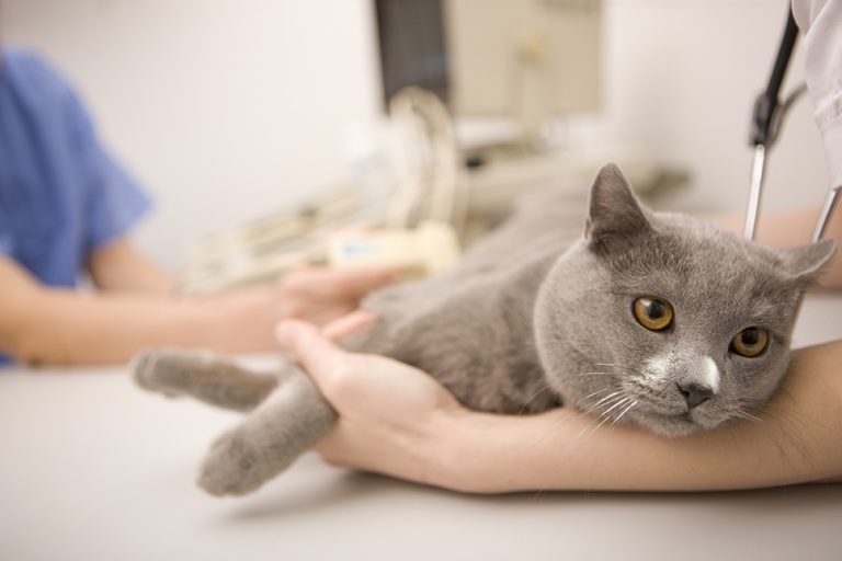 Can Cats Have Autism? Signs To Look For 2024 - Hearts Of Pets
