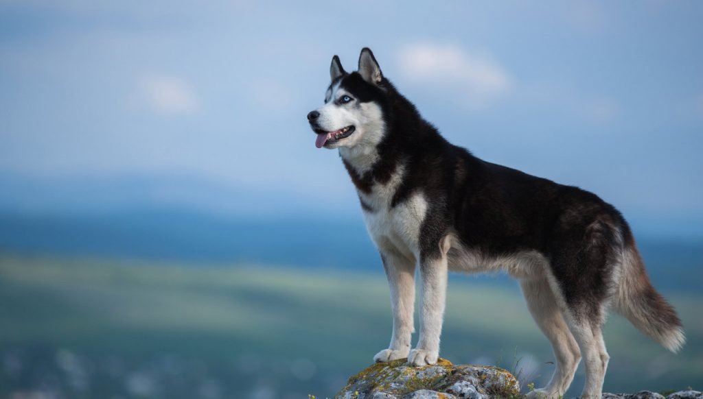 22 Magnificent Husky Breeds With Facts And Pictures 2024