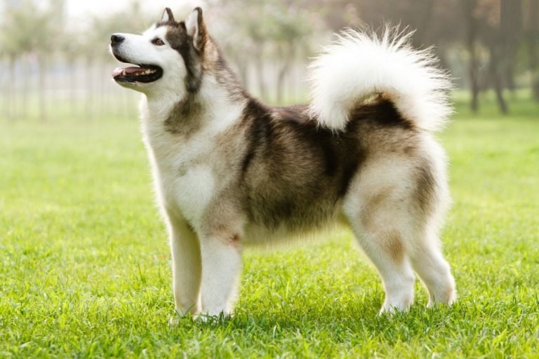 22 Magnificent Husky Breeds With Facts And Pictures 2024 - Hearts Of Pets
