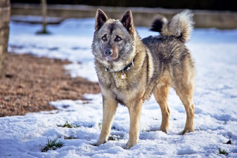22 Magnificent Husky Breeds With Facts And Pictures 2024