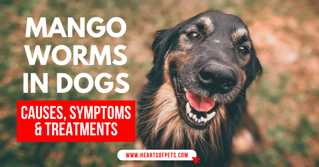 Mangoworms In Dogs - Signs & Solutions 2024 - Hearts Of Pets